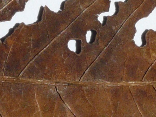 texture 0033 - Texturelib